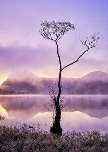 “The Lone Tree, Buttermere” by David Pottinger | FRAMES