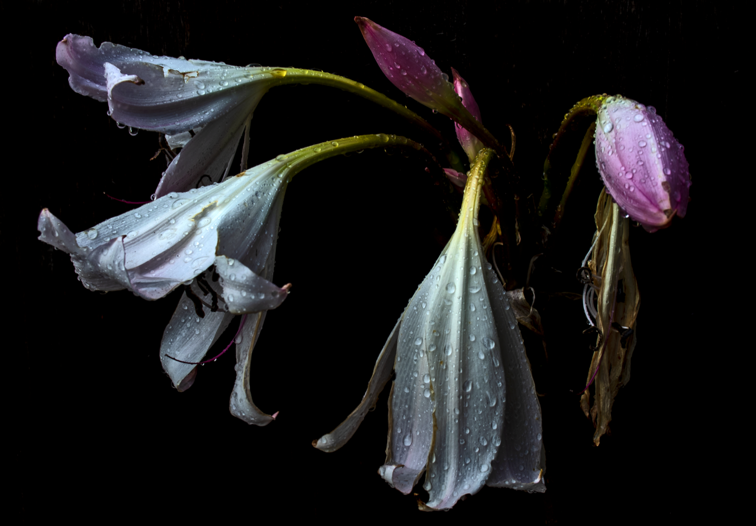 “Yearning” by Giles Hugo | FRAMES