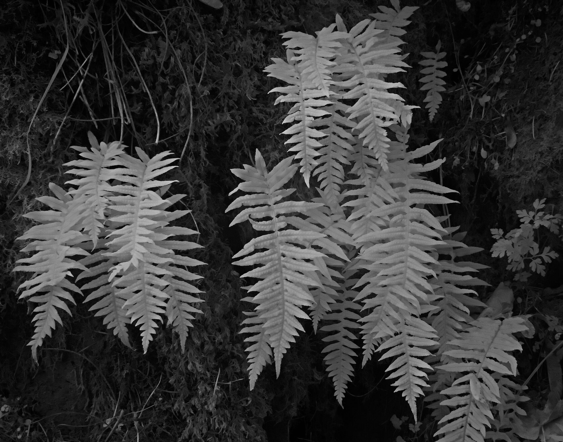 THE TALKING EYE: Gary Litwin, Infrared Landscape Photographer ...