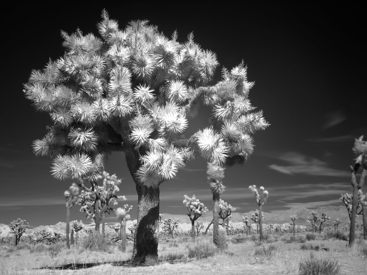 THE TALKING EYE: Gary Litwin, Infrared Landscape Photographer ...