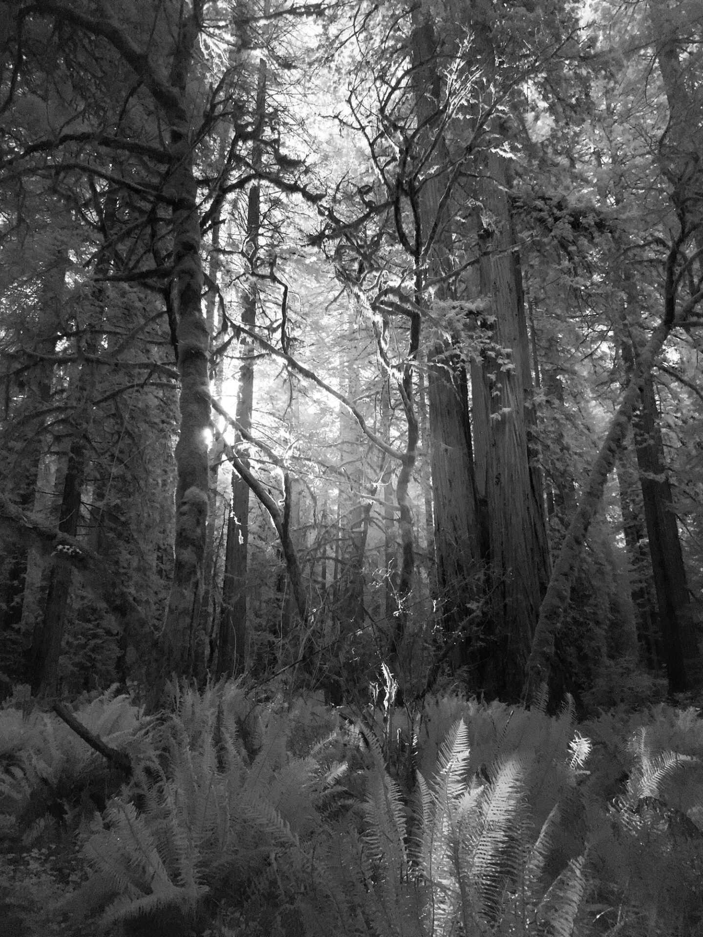 THE TALKING EYE: Gary Litwin, Infrared Landscape Photographer ...