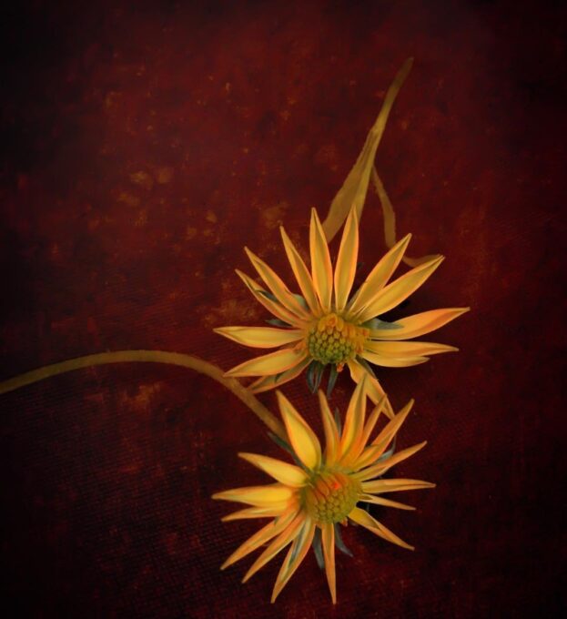 THE TALKING EYE: Robin Robertis, a Photographer “with a Penchant for ...