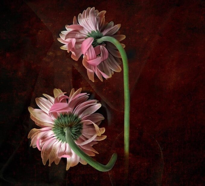 THE TALKING EYE: Robin Robertis, a Photographer “with a Penchant for ...