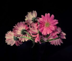 THE TALKING EYE: Robin Robertis, a Photographer “with a Penchant for ...