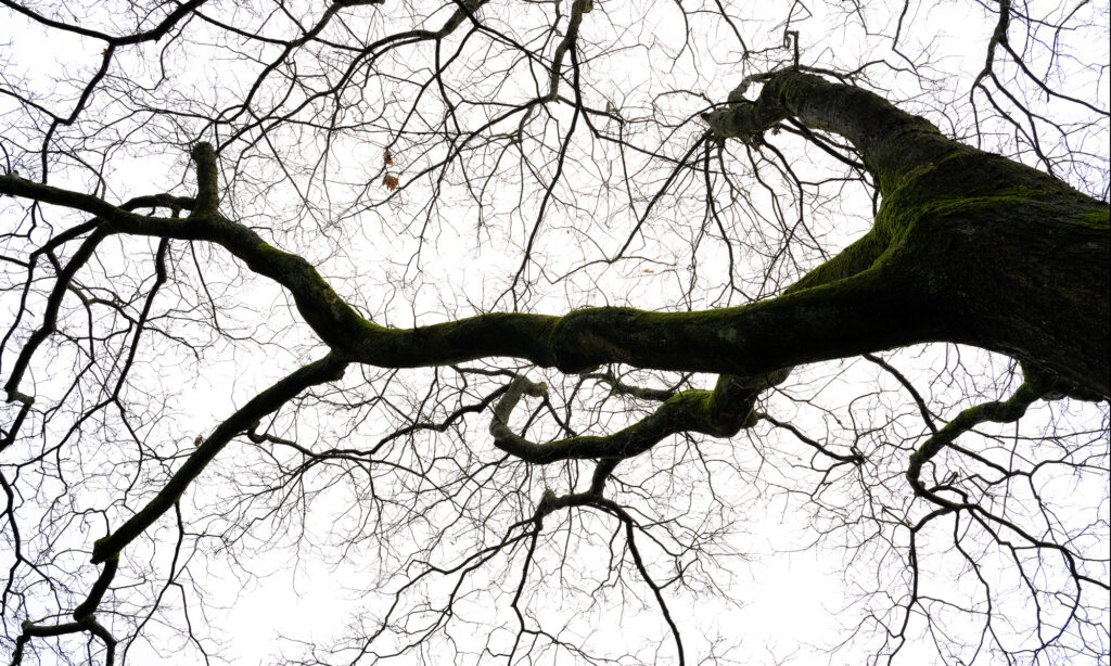 “What’s Lurking in the Trees” by Anne Oehlen | FRAMES