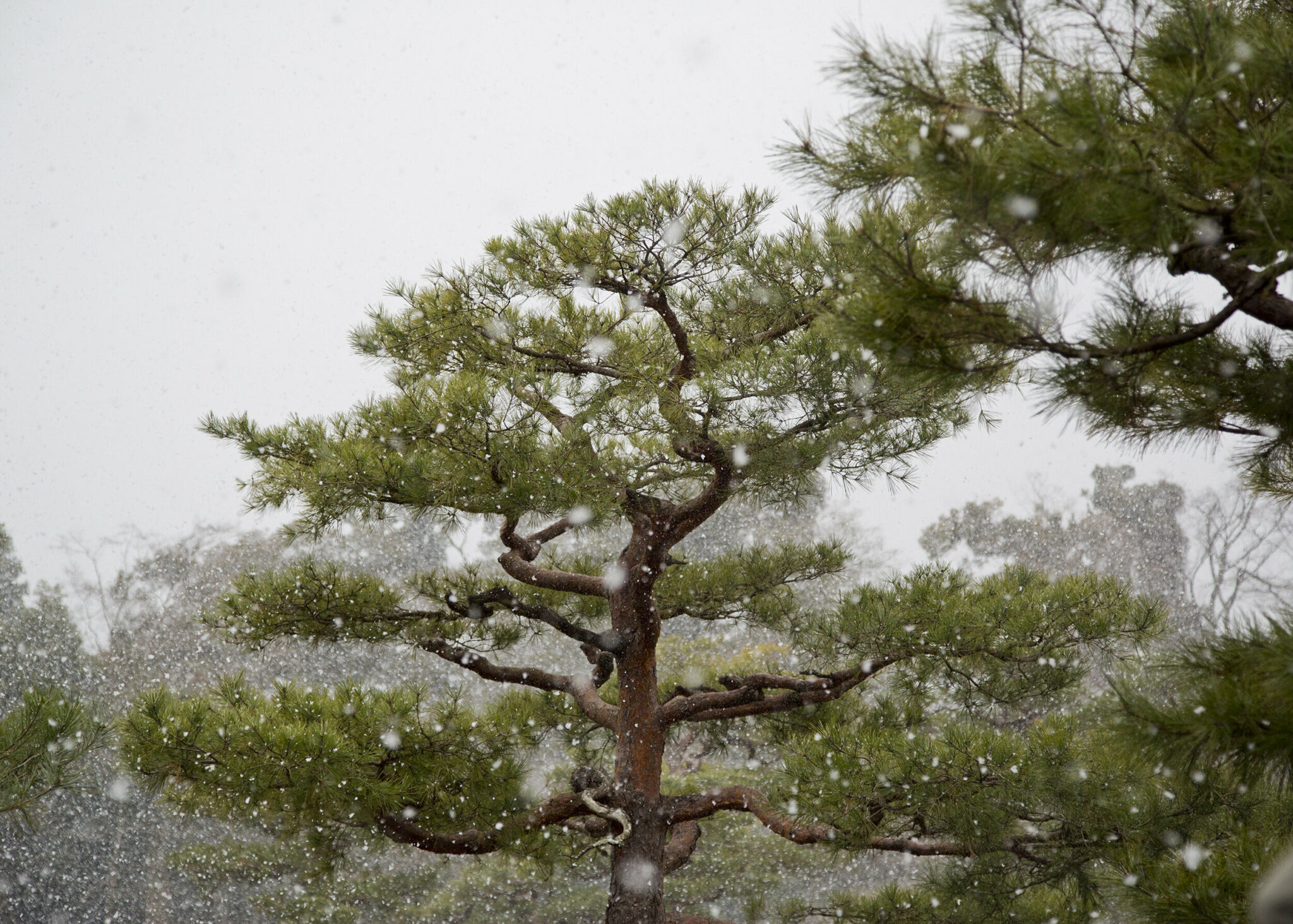 THE FEMALE GAZE: “Sandra Klein: Seeing in Layers of Metaphor”, by Diana Nicholette Jeon | FRAMES